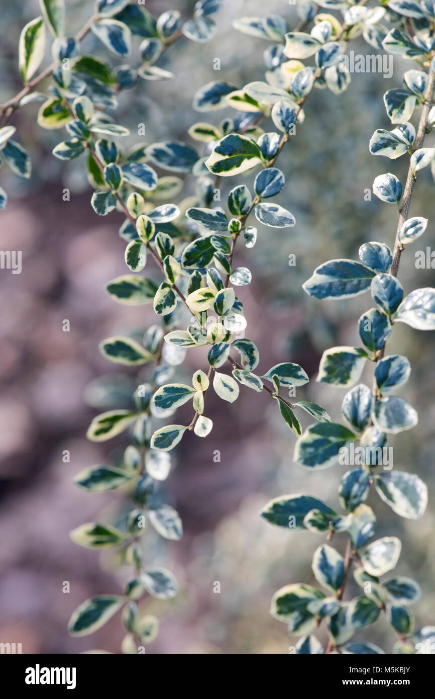 Azara microphylla 'Variegata’. Variegated box-leaf azara foliage in ...