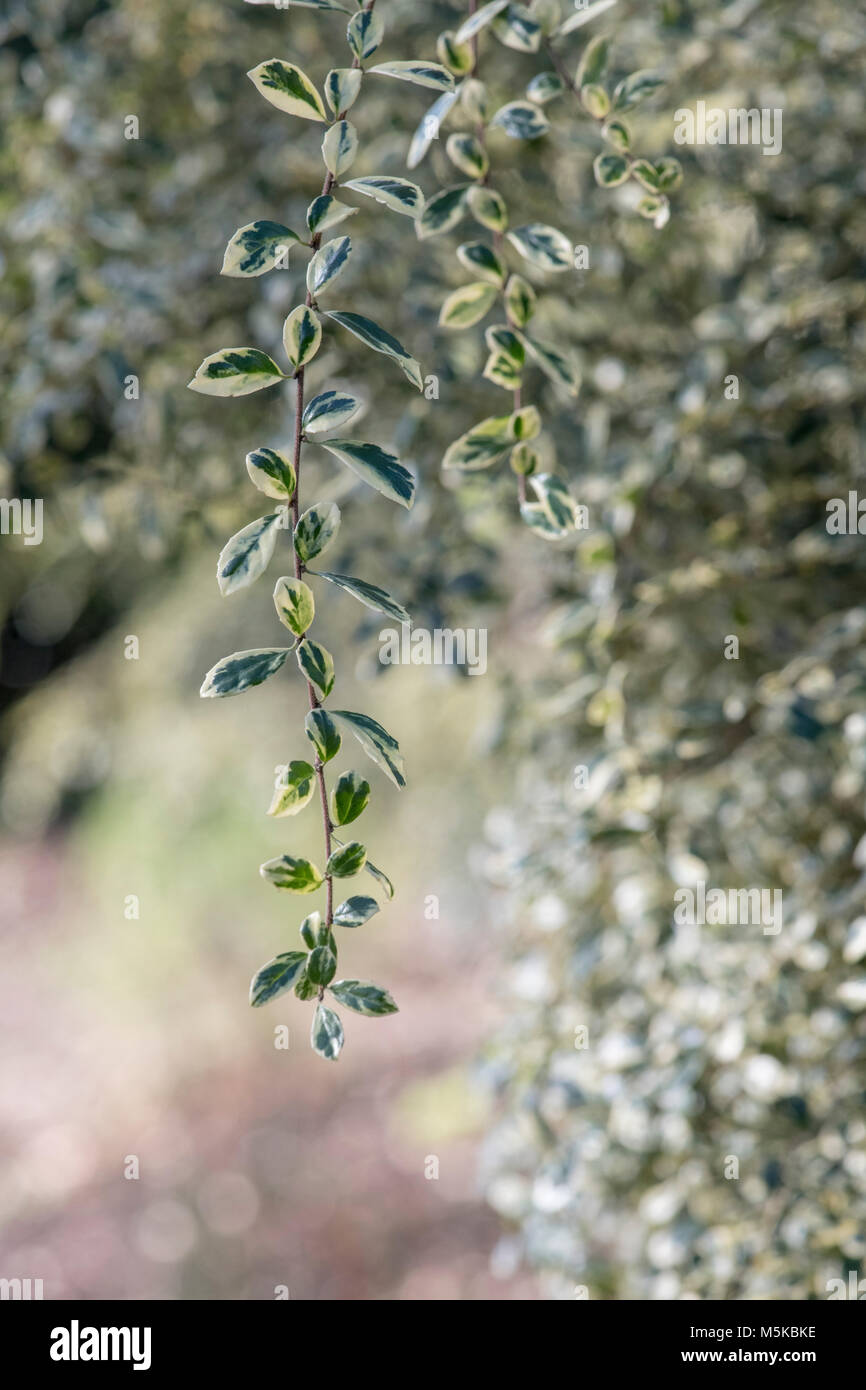 Azara microphylla 'Variegata’. Variegated box-leaf azara foliage in ...