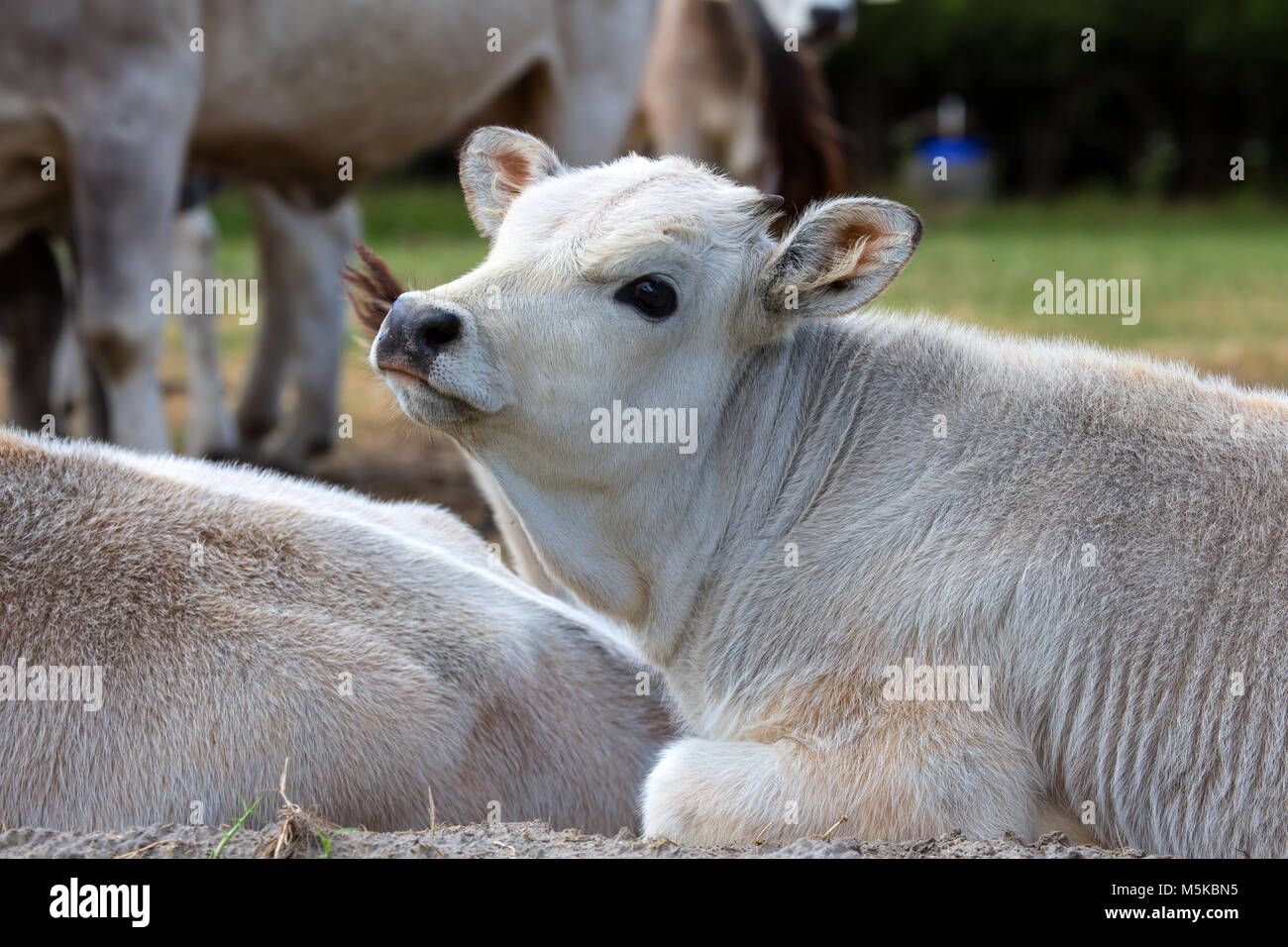 Grey Cattle High Resolution Stock Photography and Images - Alamy