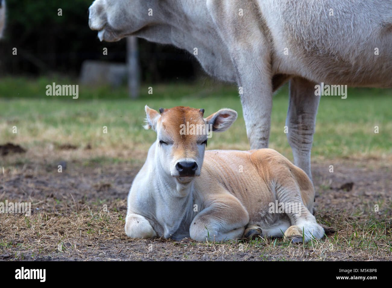 Hungarian Grey Cattle calf Stock Photo - Alamy