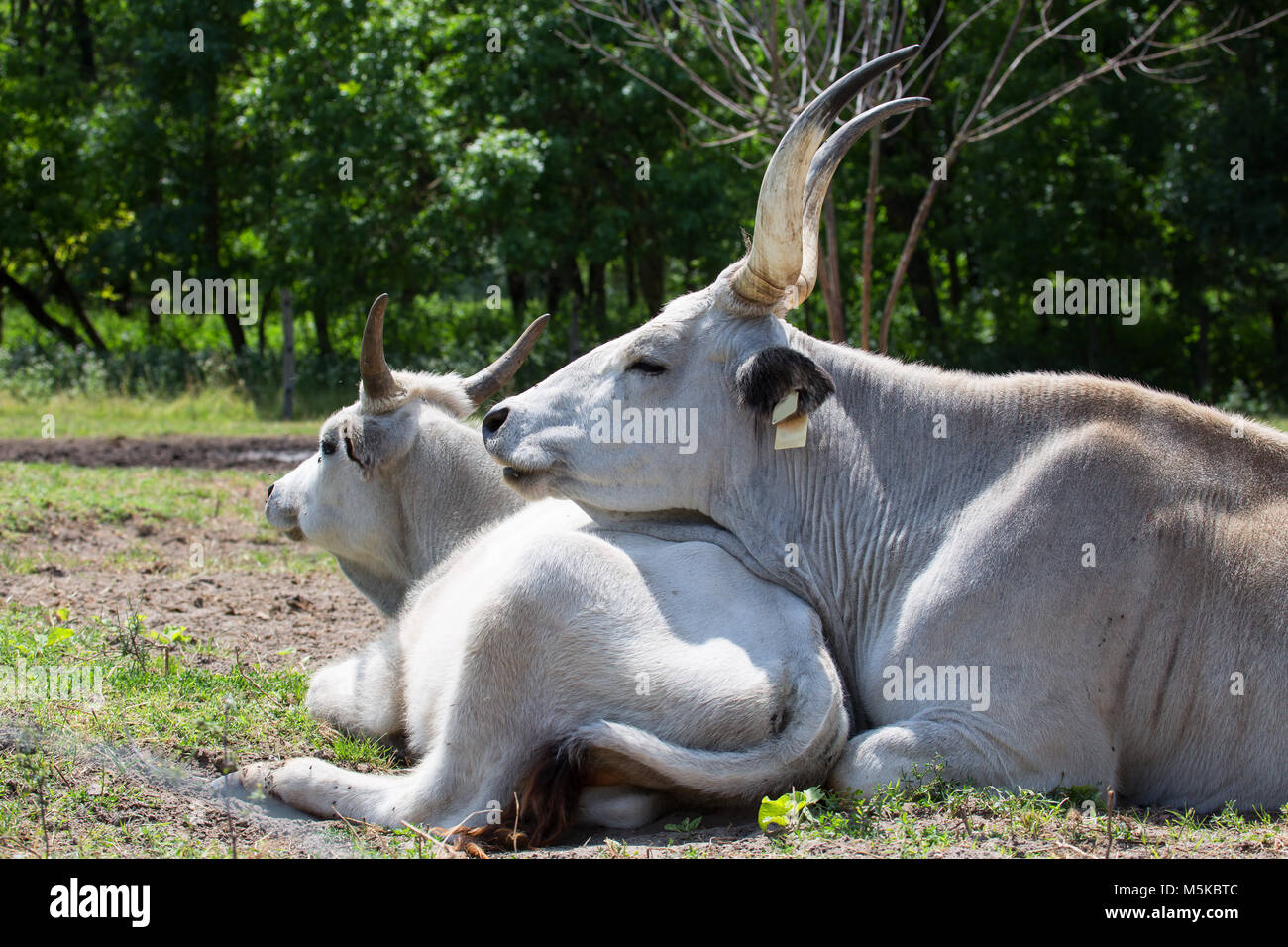 Hungarian Grey Cattle calf Stock Photo - Alamy
