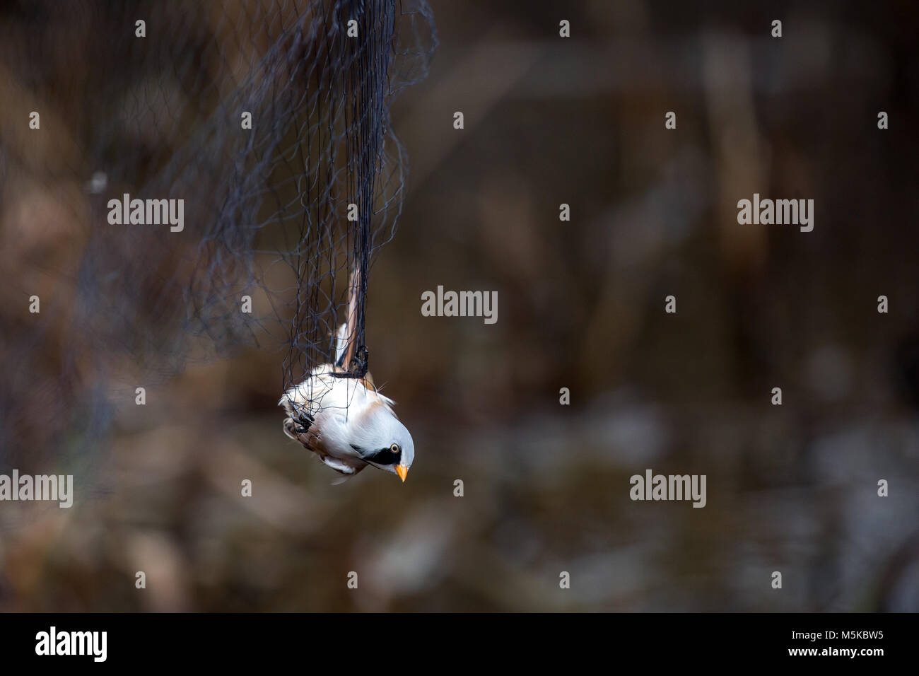 Bird protection net in hi-res stock photography and images - Alamy