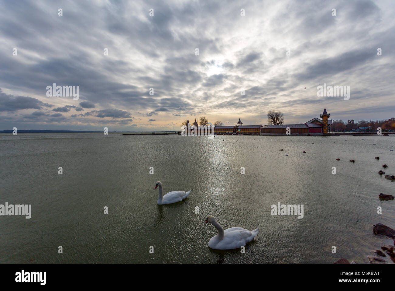 Swan on lake Balaton, Hungary, Keszthely Stock Photo - Alamy