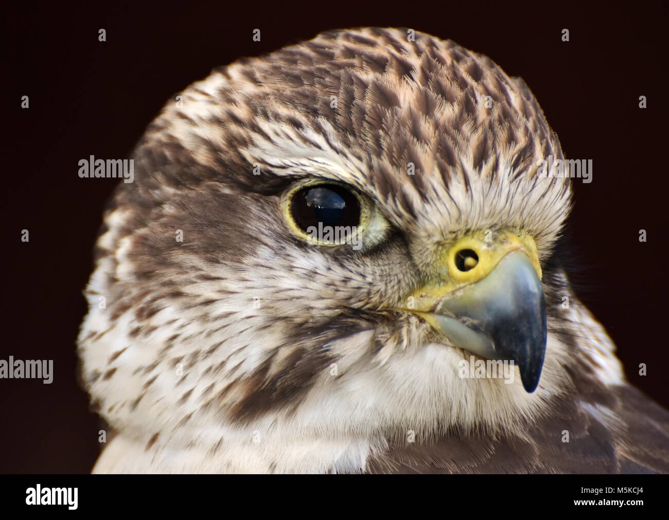 A Saker Falcon (Falco cherrug) on a black background Stock Photo - Alamy