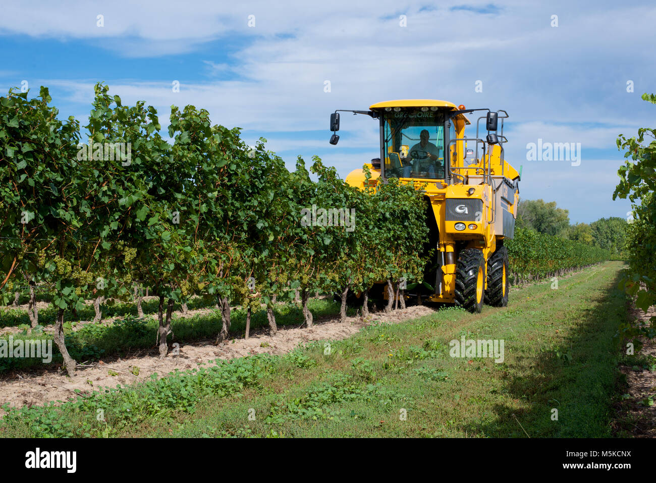 Mechanical grape harvesting hi-res stock photography and images - Alamy