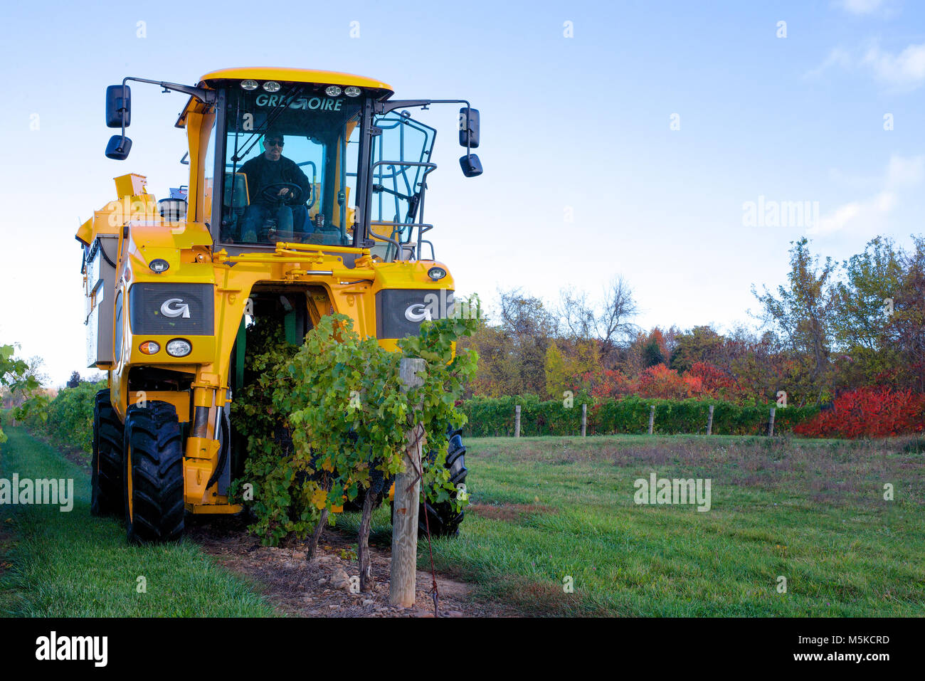 Mechanical grape harvesting hi-res stock photography and images - Alamy
