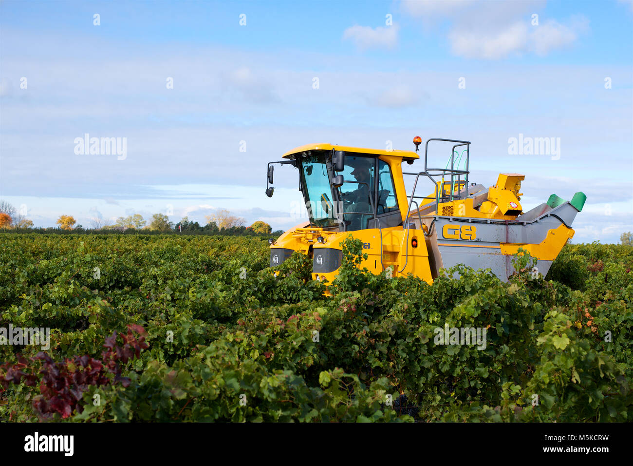 Mechanical Grape Harvesting High Resolution Stock Photography and Images - Alamy