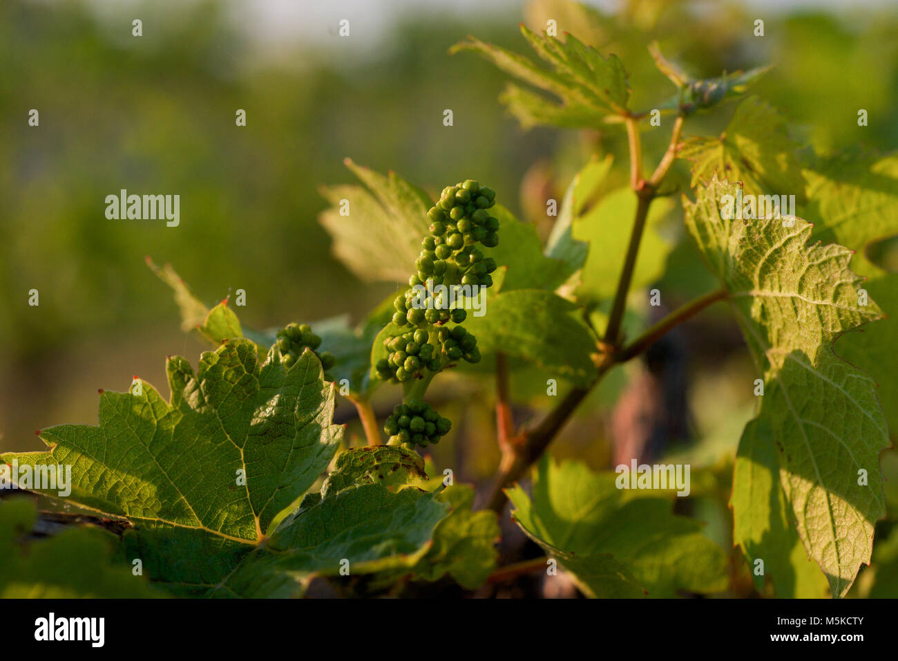 Grape Flowers on vines in a winery in Niagara, Ontario Stock Photo - Alamy