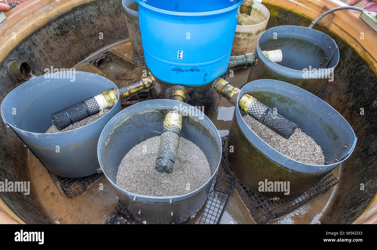 Infant oysters hi-res stock photography and images - Alamy