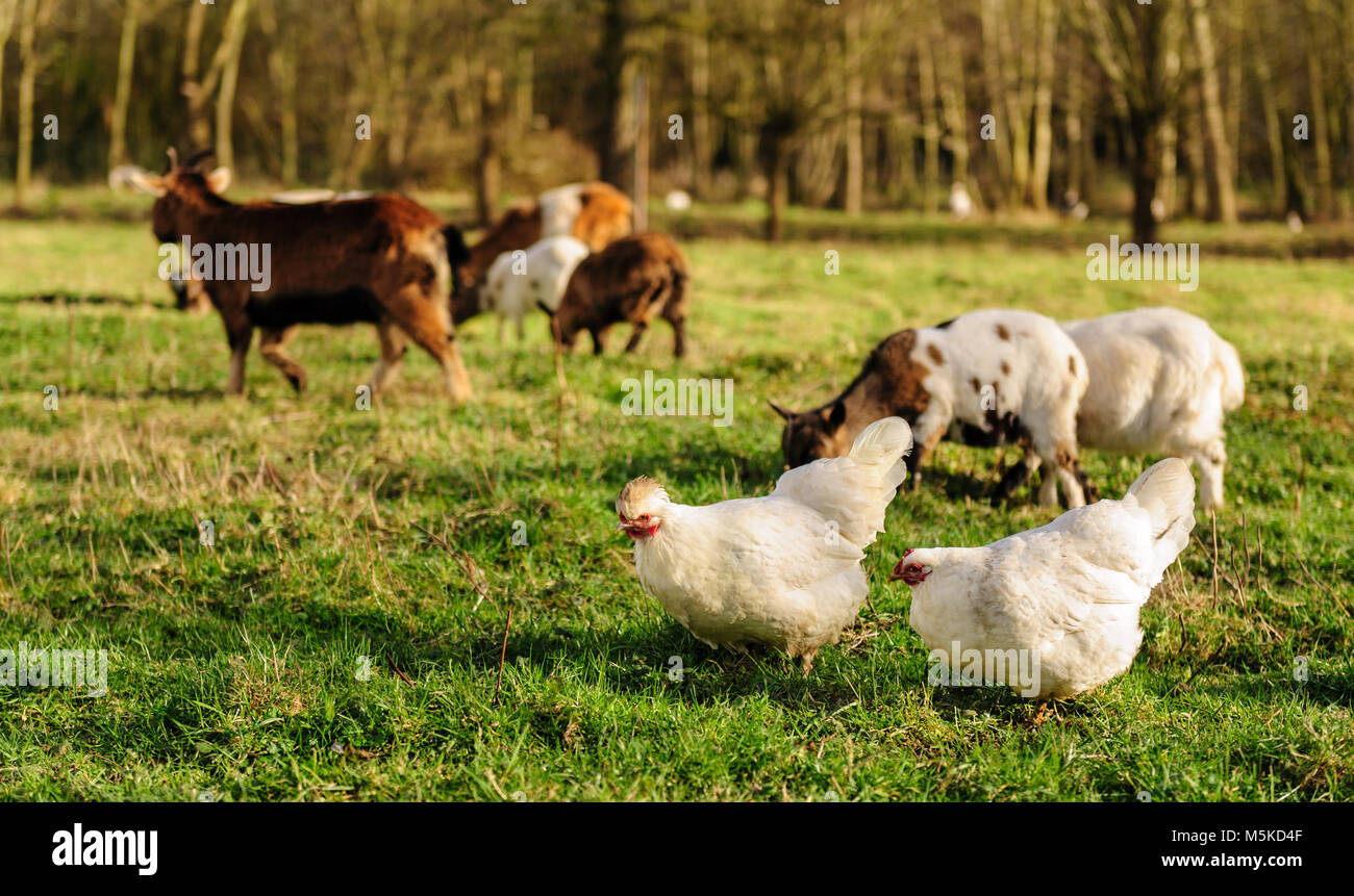 Chickens and Goats in a Field Stock Photo - Alamy