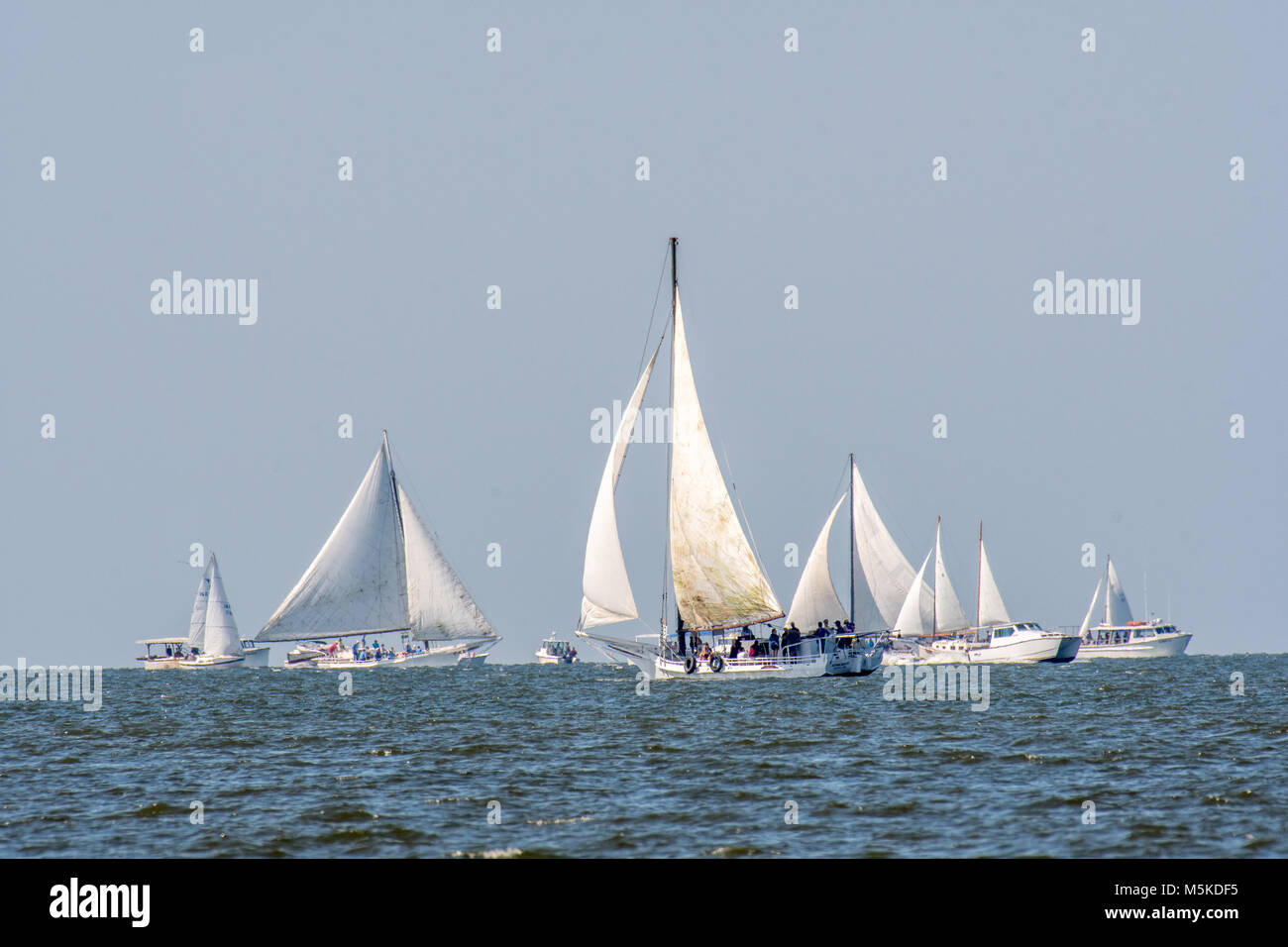 Group of traditional Skipjack boats on the open waters of the ...
