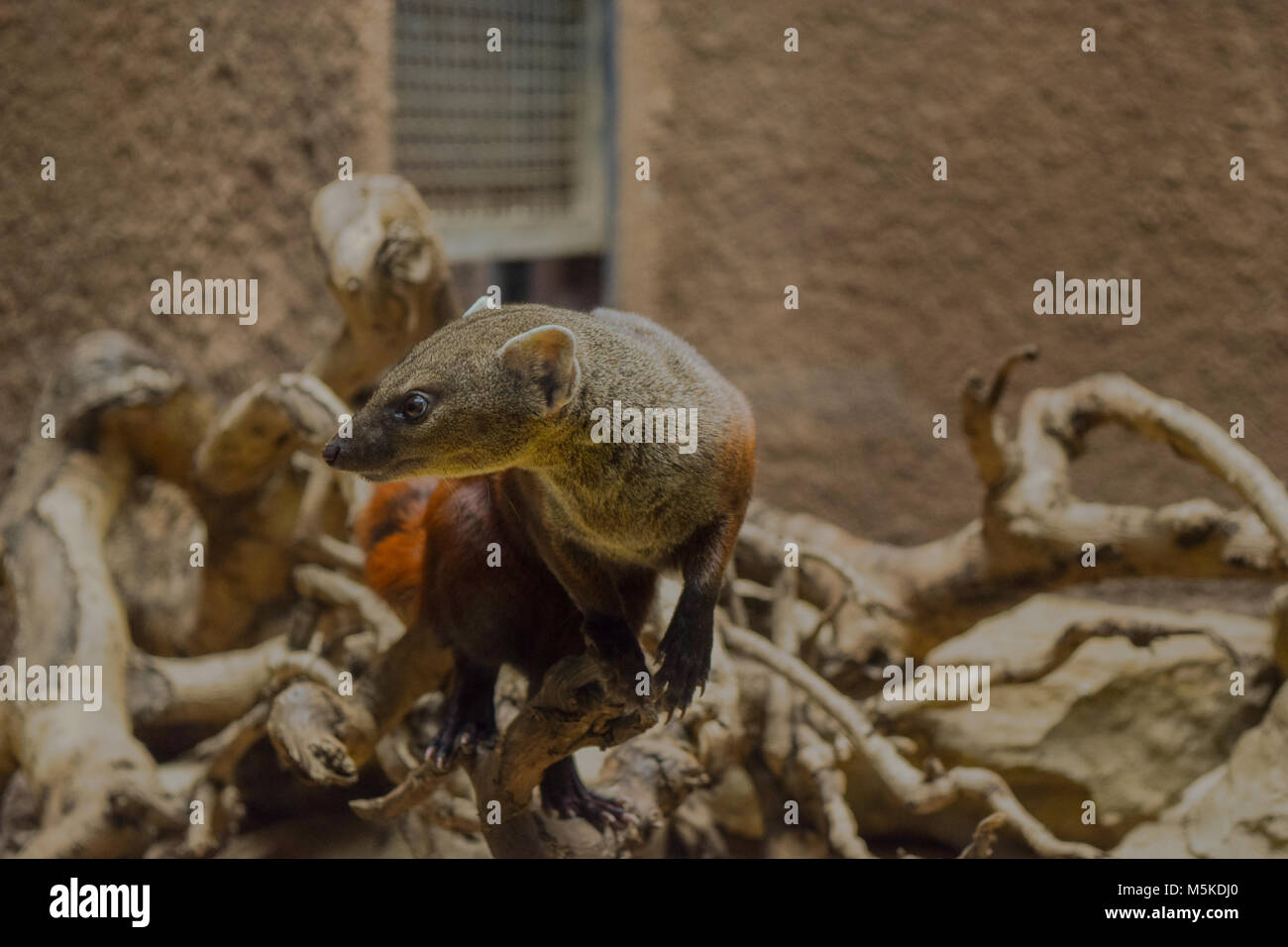 Mongoose jungle hi-res stock photography and images - Alamy