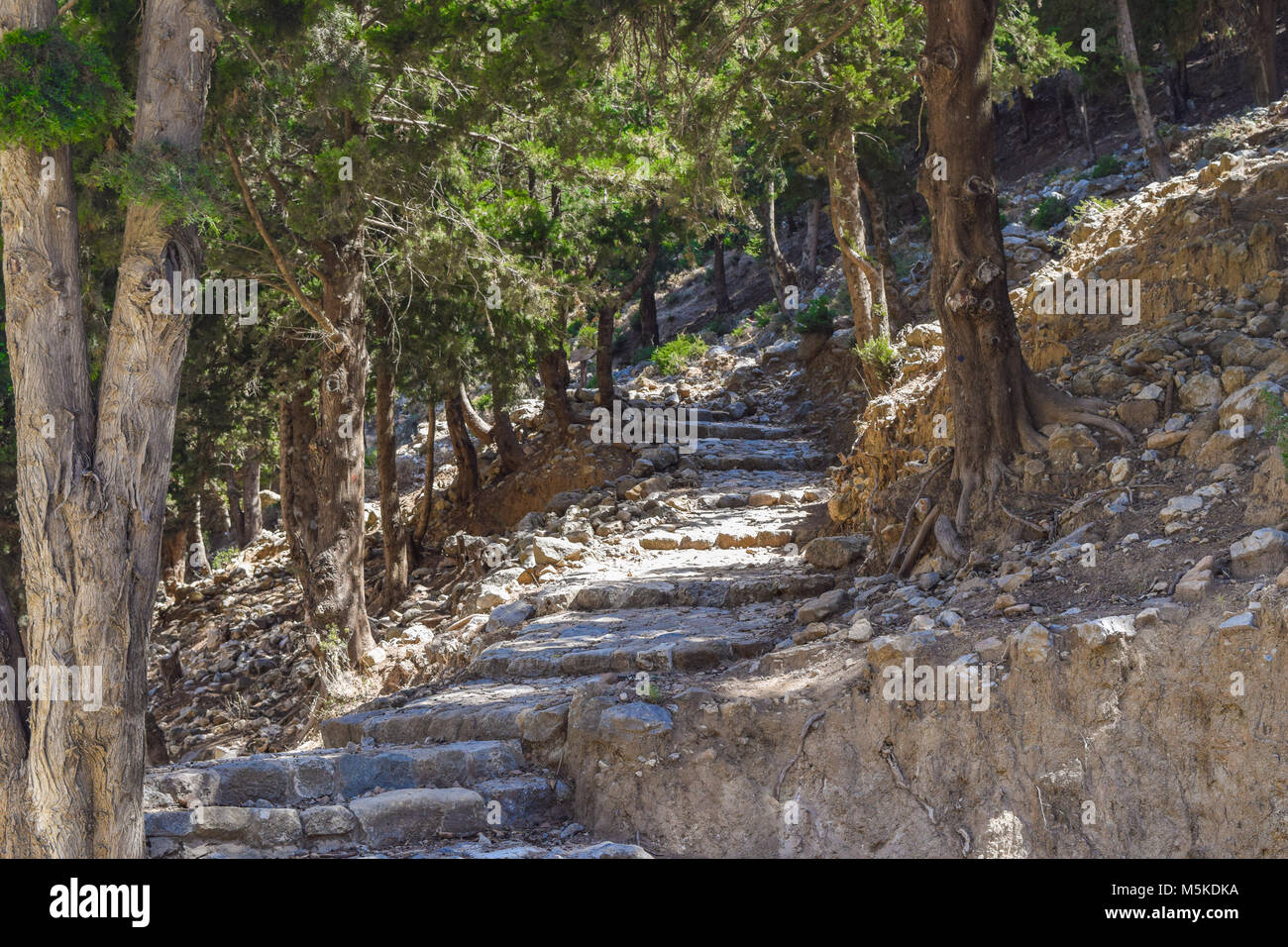 Beautiful path through the forest, stairs going up the mountain Stock ...