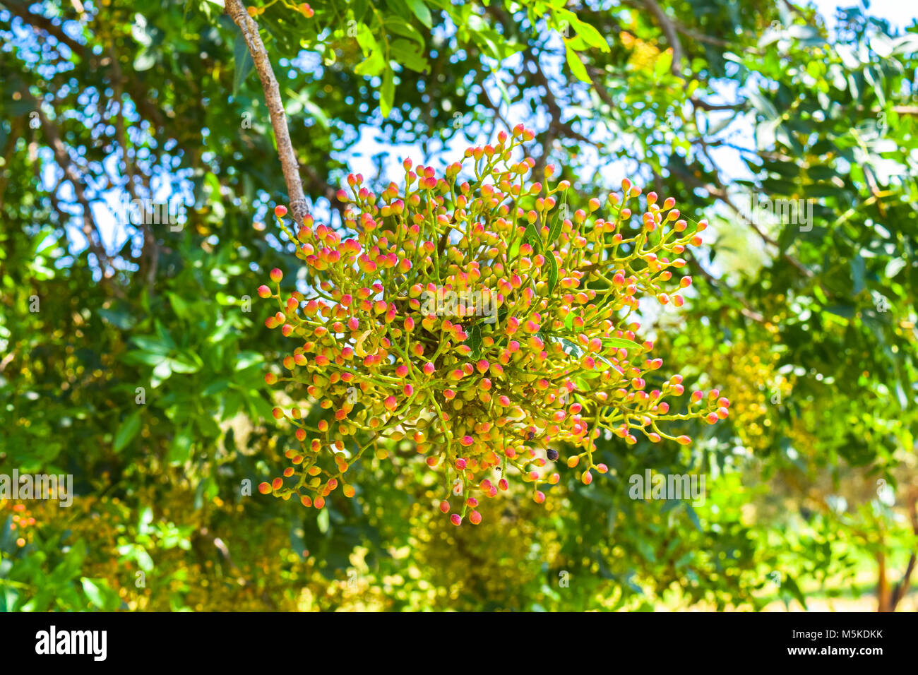Beautiful plant with pink seeds Stock Photo - Alamy