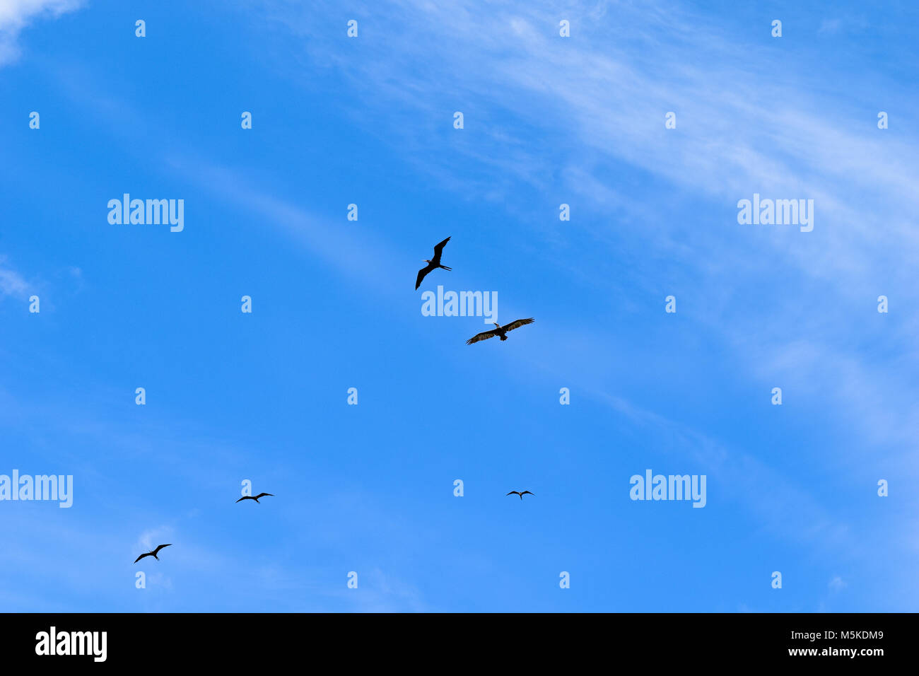 Birds Flying Sunset Blue Stock Photos & Birds Flying Sunset Blue Stock ...