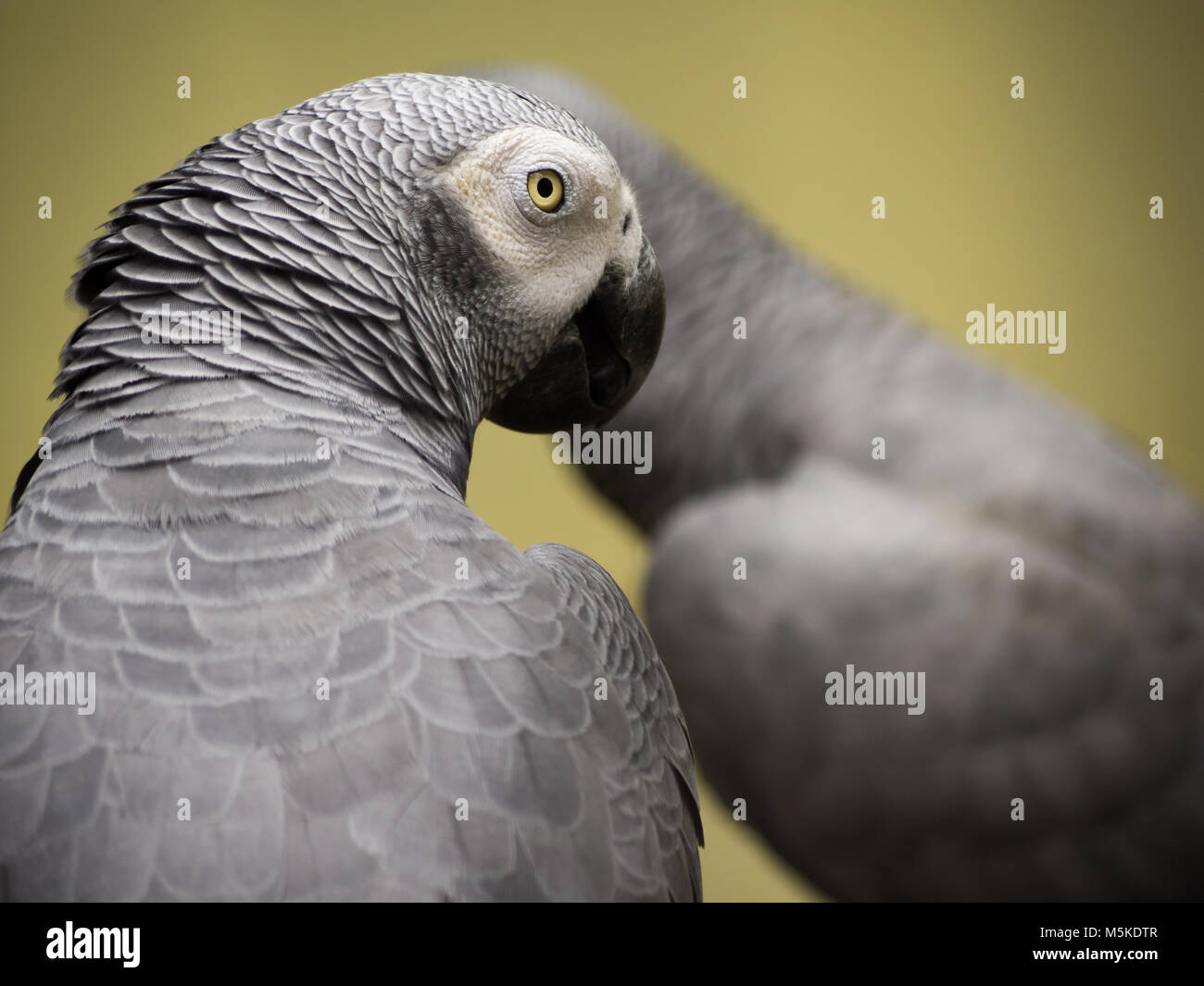 Cute looking parrots hi-res stock photography and images - Alamy