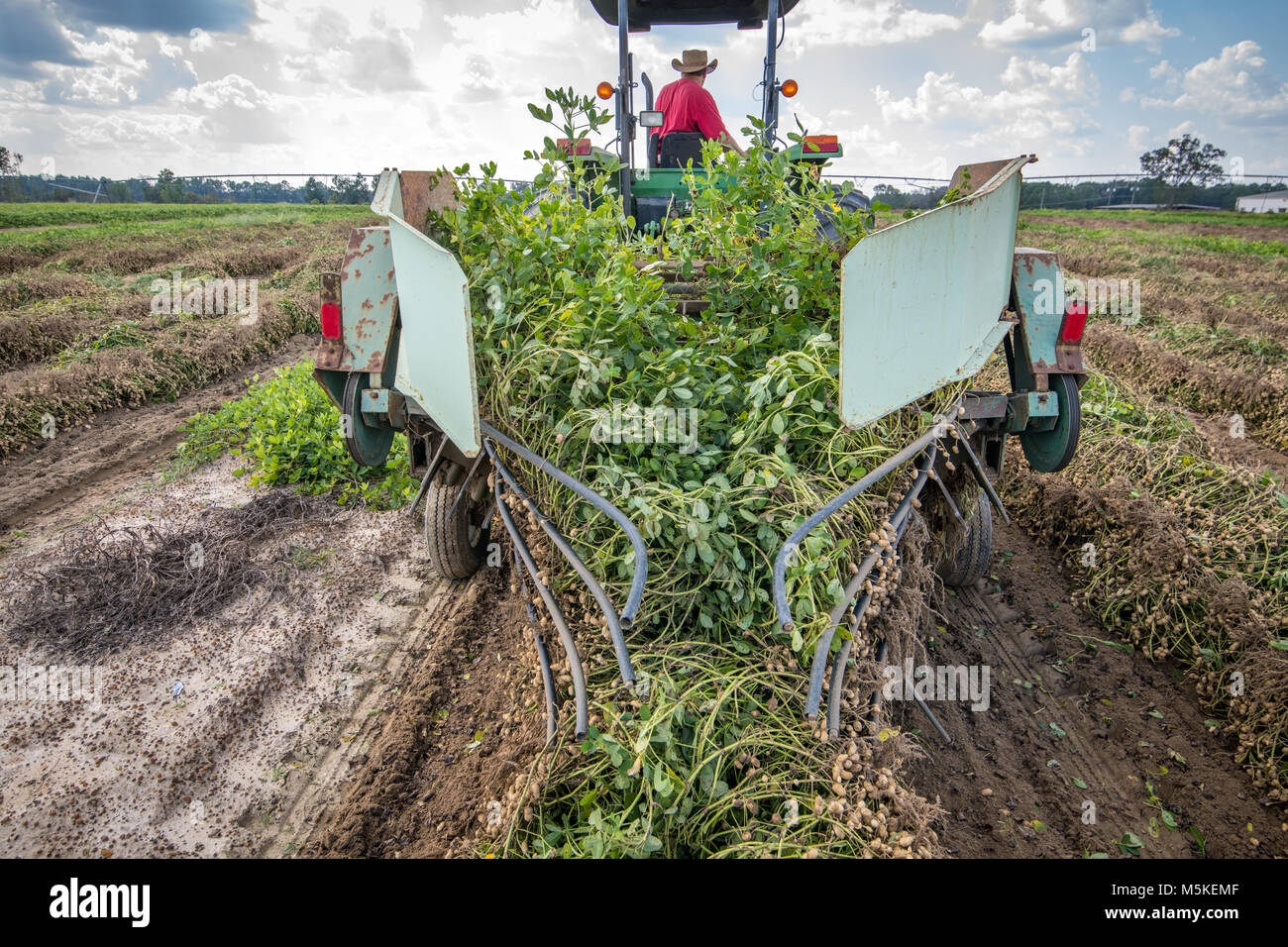 Rear view of adult male operating peanut digger pulling up row of ...