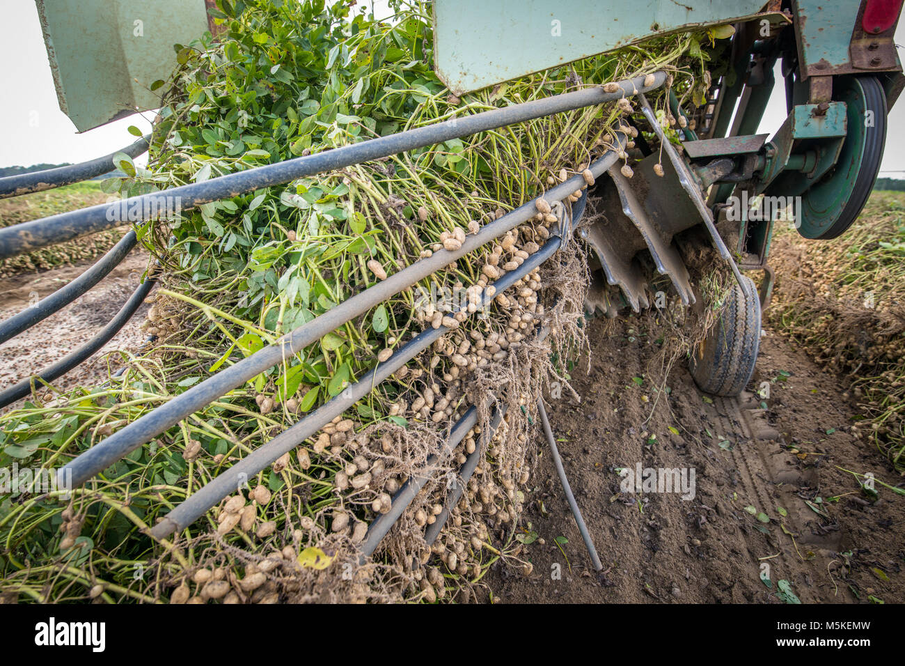 Peanut harvesting hi-res stock photography and images - Alamy