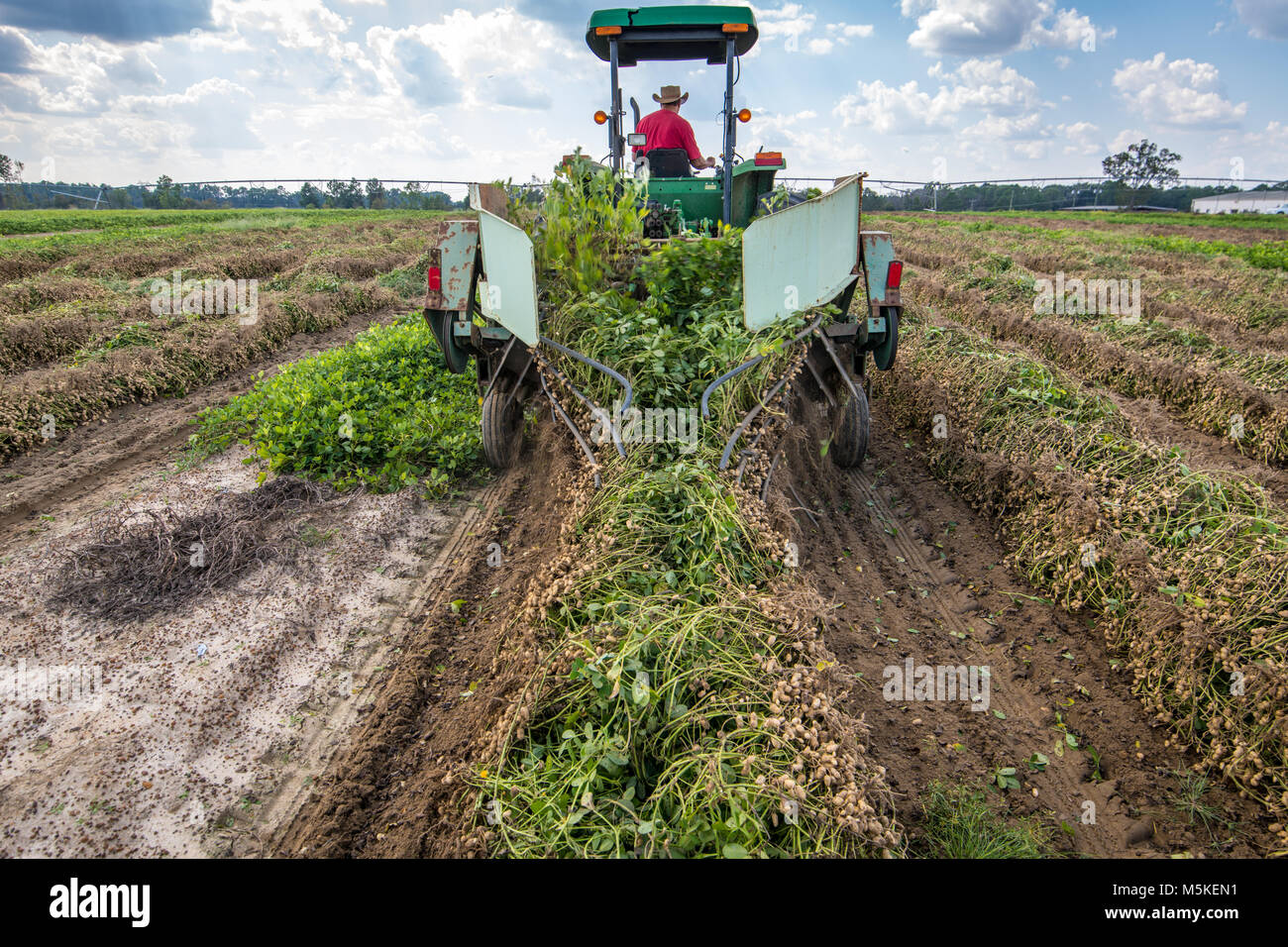 Rear view of adult male operating peanut digger pulling up row of ...