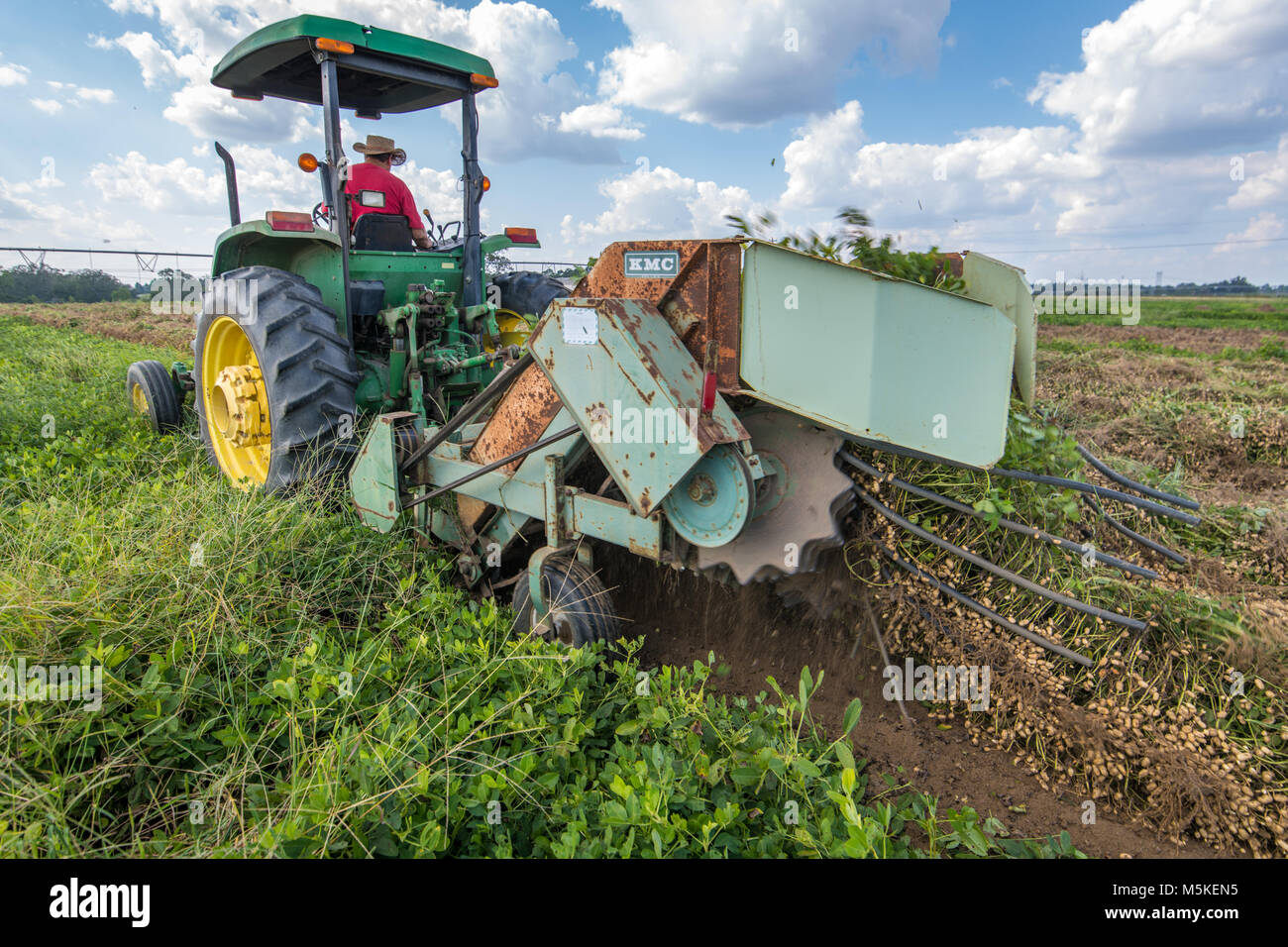 Adult male driving peanut digger through row of peanut crops, exposing ...
