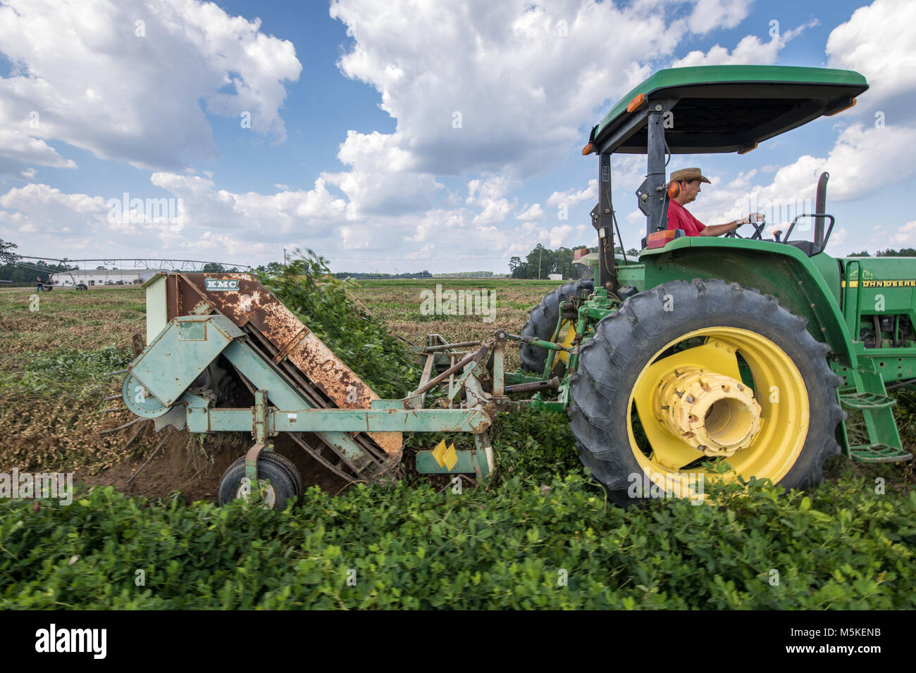 Adult male driving peanut digger through row of peanut crops, exposing ...