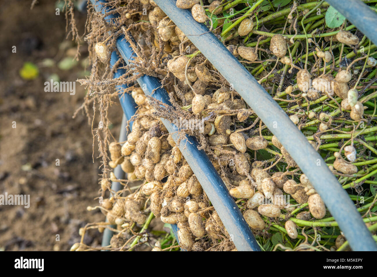 Dug up plant roots hi-res stock photography and images - Alamy