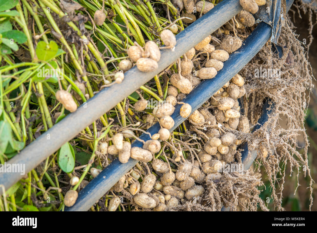 Peanuts newly dug up and exposed by peanut digger, Tifton, Georgia ...