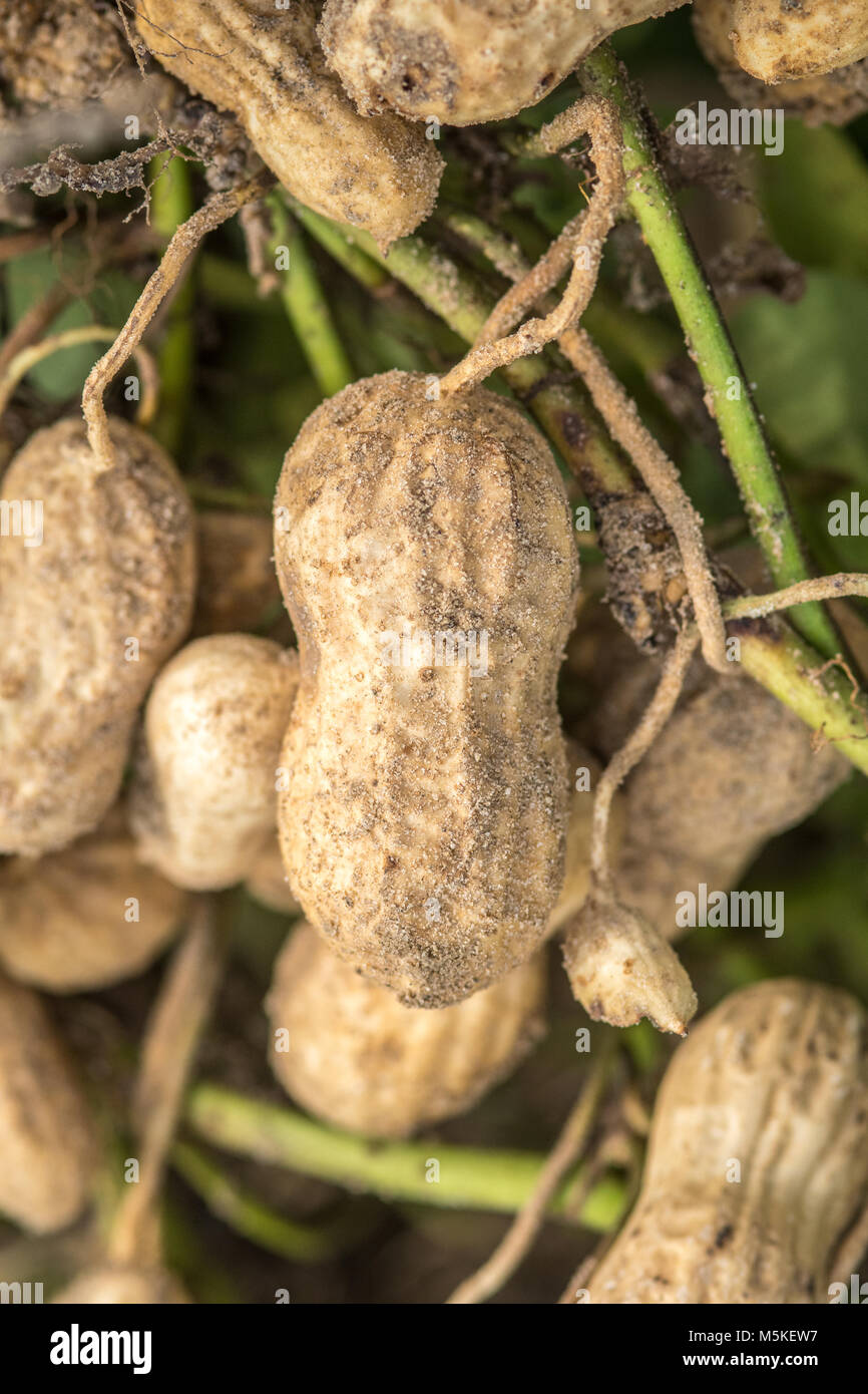 Peanut root hi-res stock photography and images - Alamy