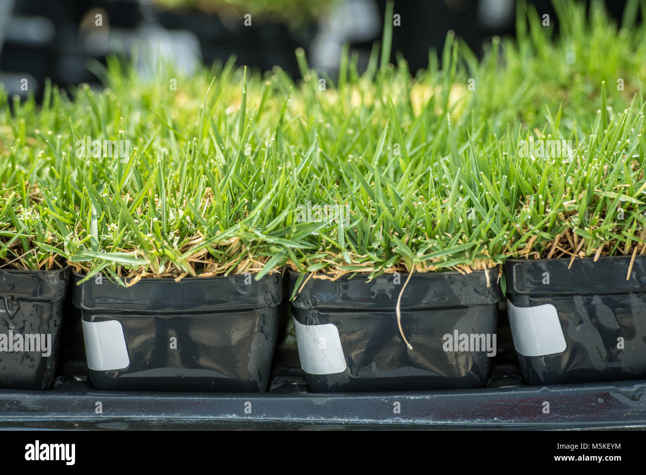 Detailed view of containers filled with samples of turf grass, Tifton ...