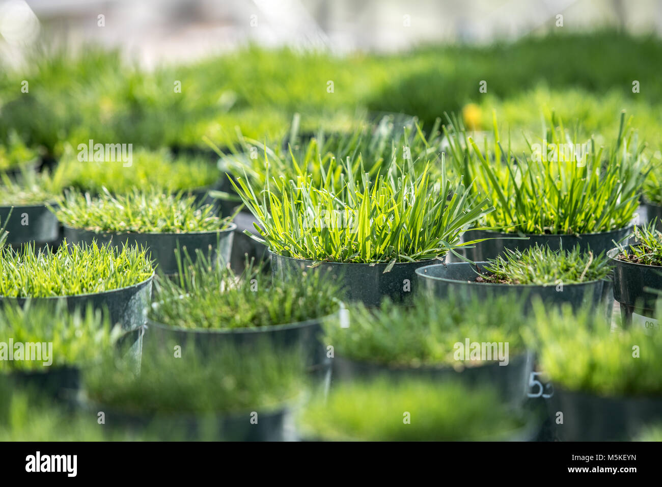 Detailed view of containers filled with samples of turf grass, Tifton ...