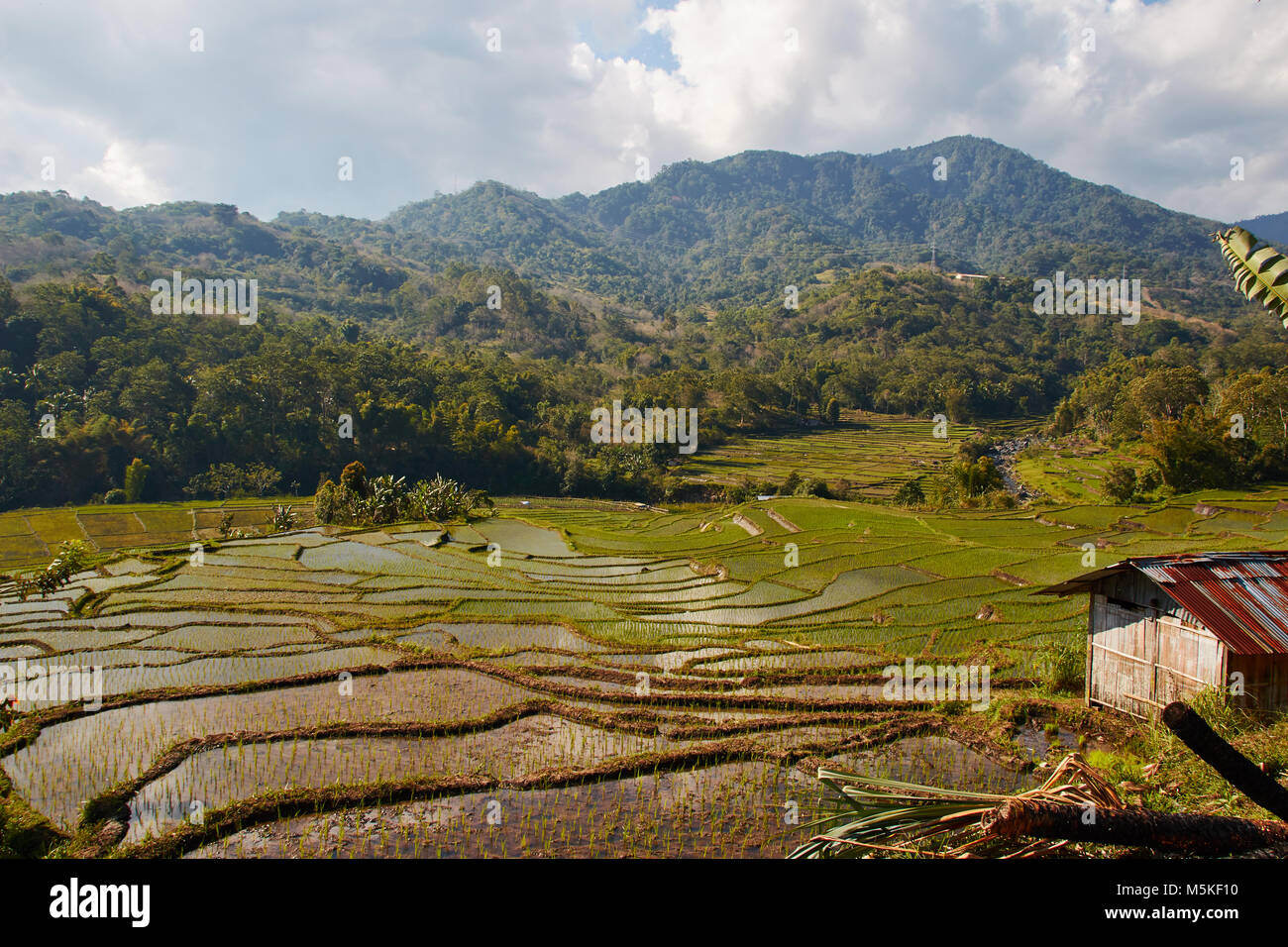 Padi Fields High Resolution Stock Photography and Images - Alamy