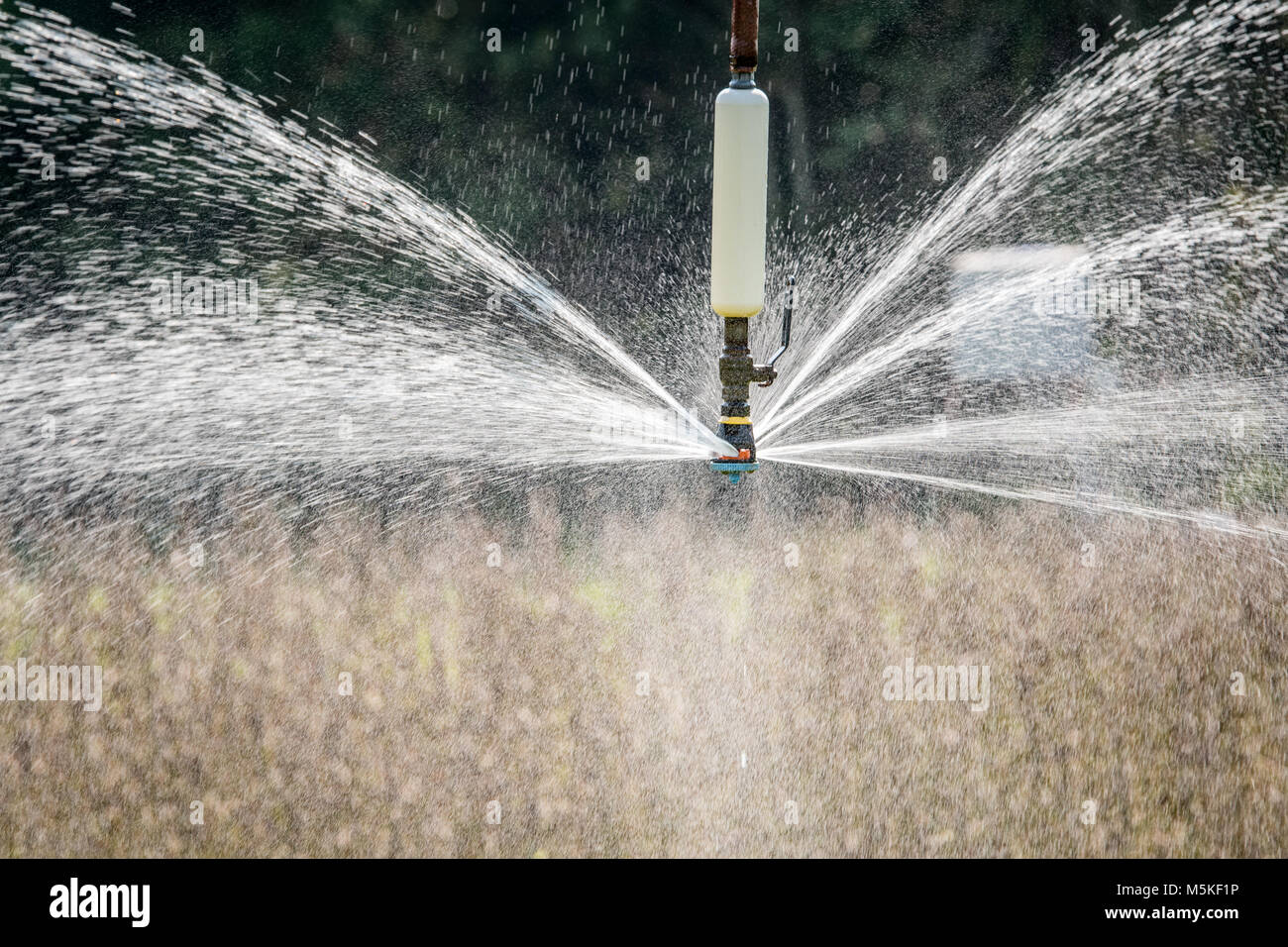 Water spraying out of sprinkler head of irrigation system as it waters ...