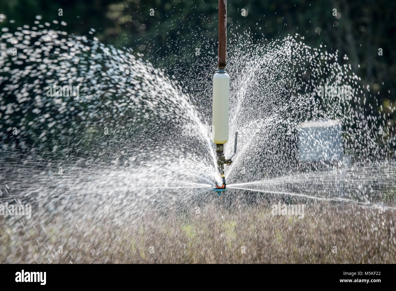 Water spraying out of sprinkler head of irrigation system as it waters ...