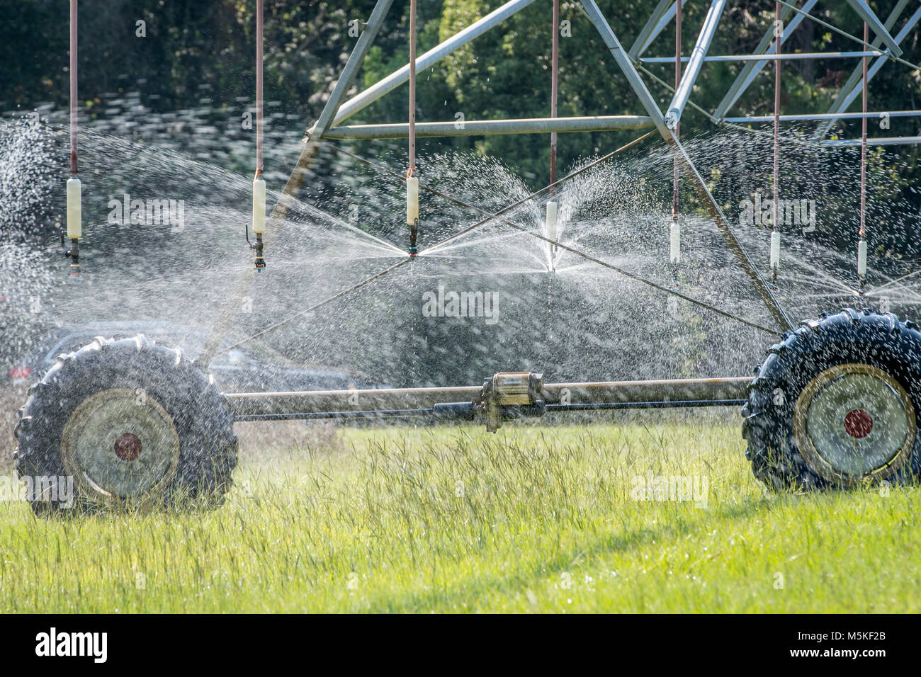 Line of sprinkler heads attached to irrigation system let out a spray ...