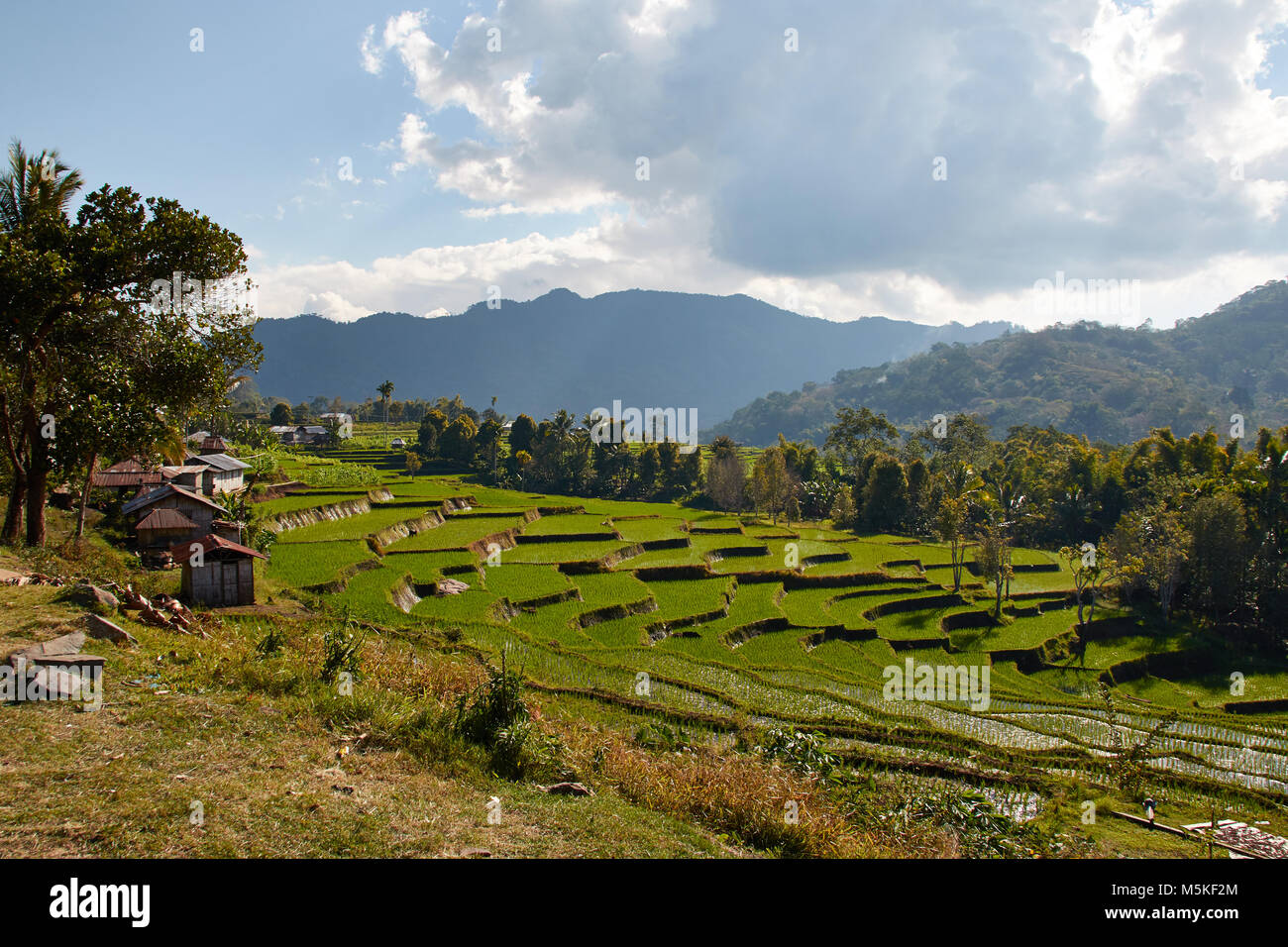 Padi rice hi-res stock photography and images - Alamy