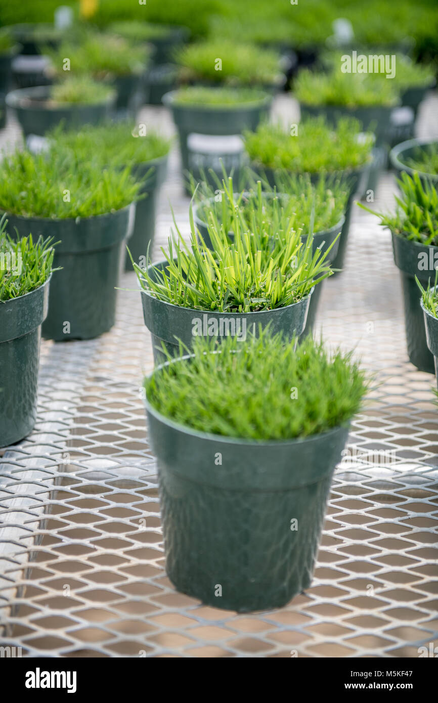 Turf samples hi-res stock photography and images - Alamy