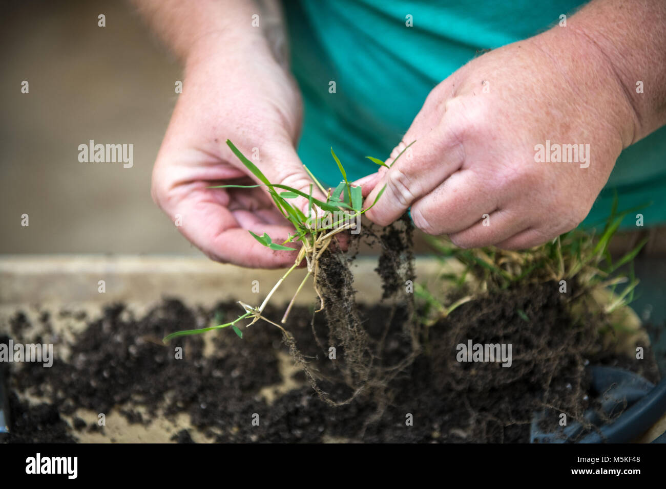 Lawn Replanting High Resolution Stock Photography and Images - Alamy