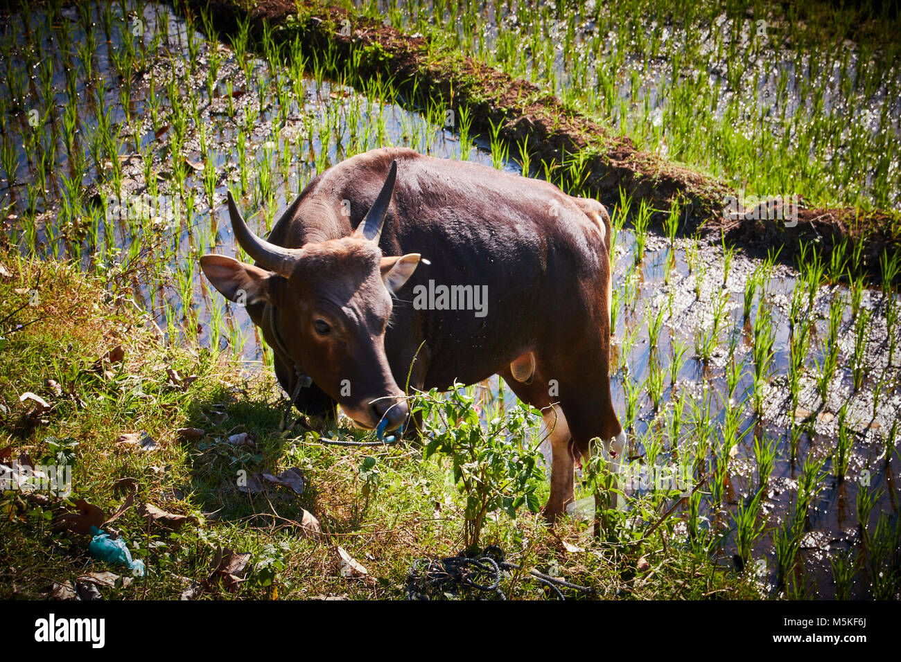 Rice padi fields at Bali, Indonesia Stock Photo - Alamy
