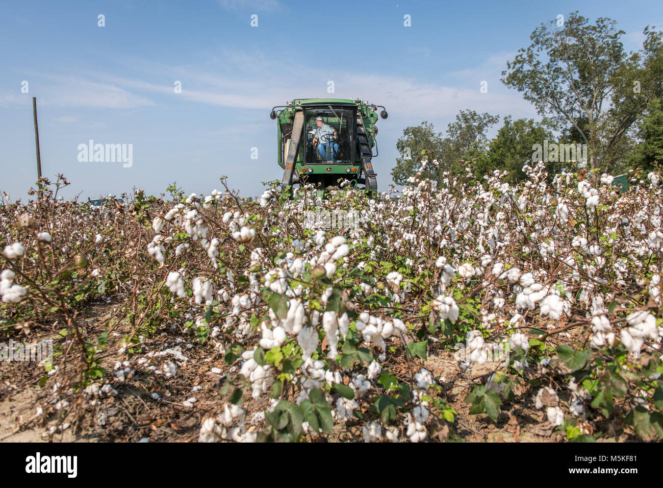 Man operating cotton picker machine as he drives it through cotton ...