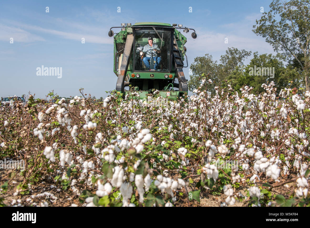 Man operating cotton picker machine as he drives it through cotton ...