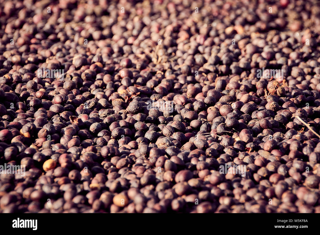 local nuts being dried at Bali village Stock Photo - Alamy