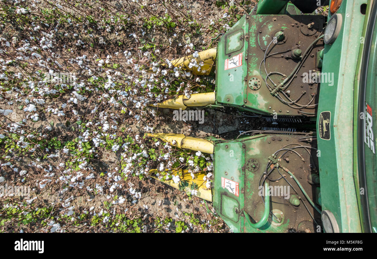 Cotton picker spindles hi-res stock photography and images - Alamy
