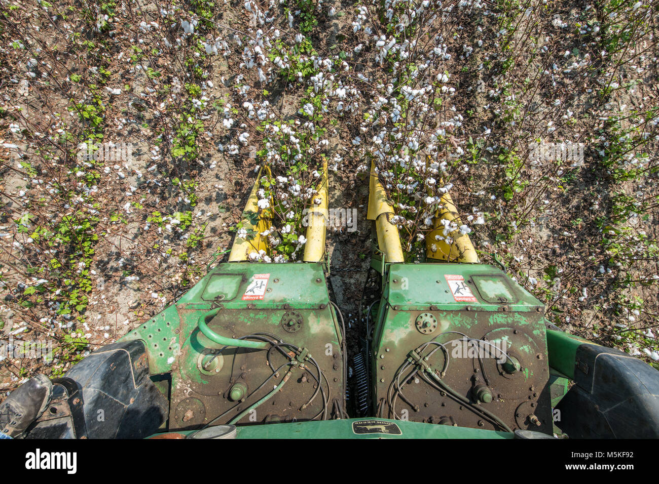 Looking down at cotton picker's heads as it intakes mature cotton into ...