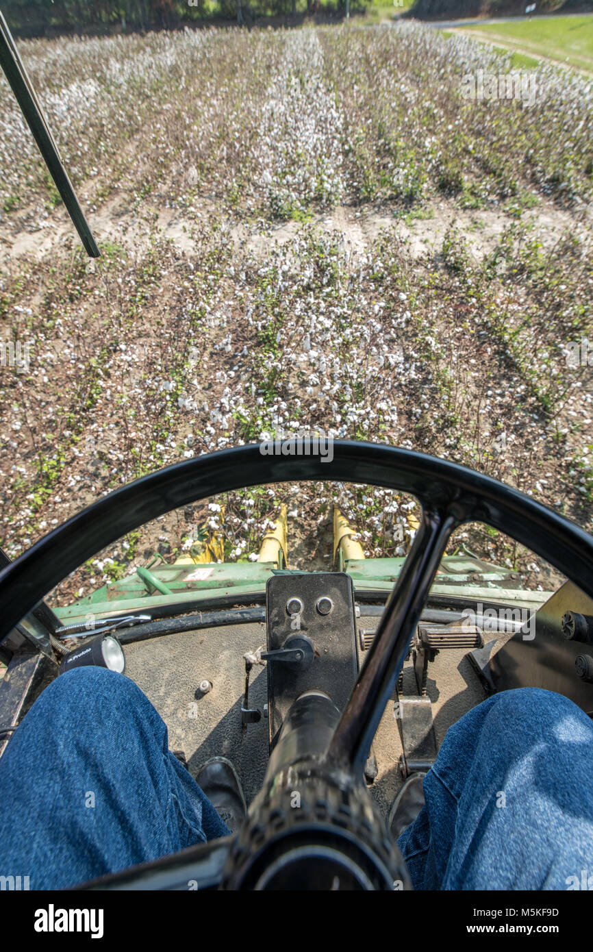 Behind the wheel of a cotton picker as it drives through a field of ...