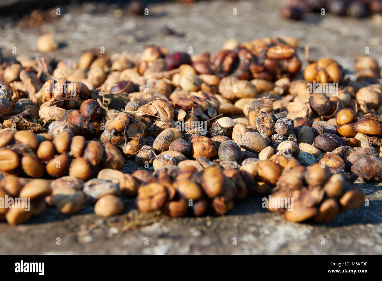 local nuts being dried at Bali village Stock Photo - Alamy