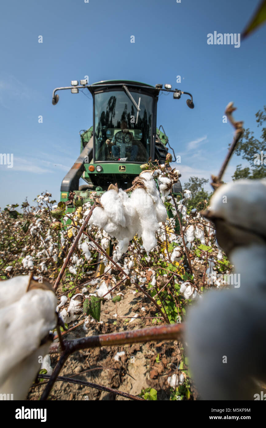 Cotton picker hi-res stock photography and images - Alamy