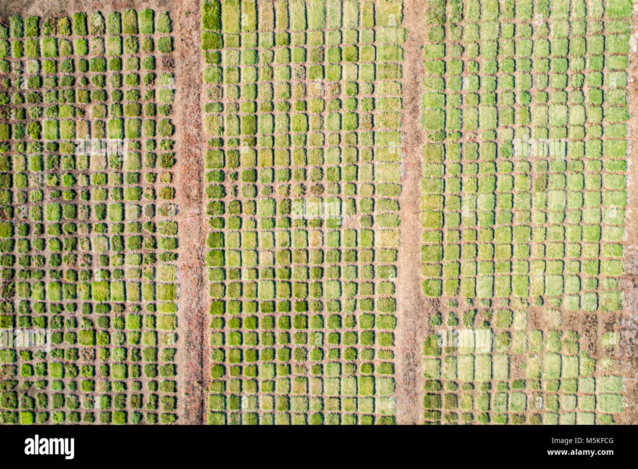 Aerial view looking directly down at turf plots planted neatly in rows ...