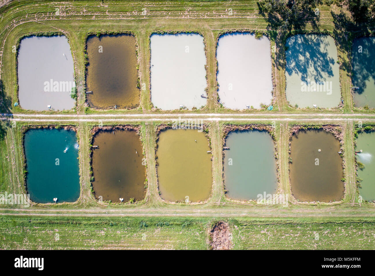 Algae colors the water in aquaculture ponds at the University of ...