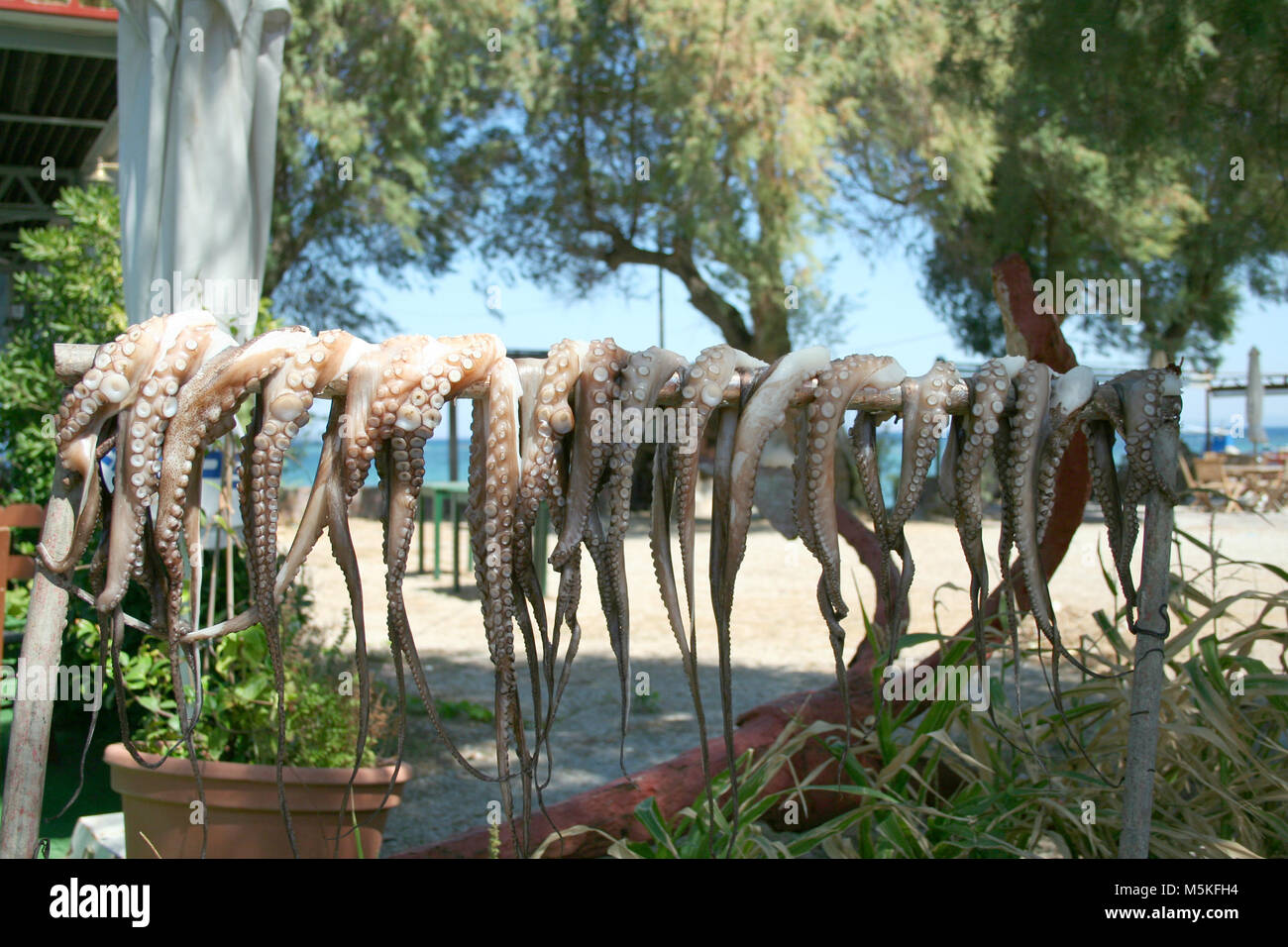 Octopus hanging to dry in the sun, before prepairing in a restaurant ...
