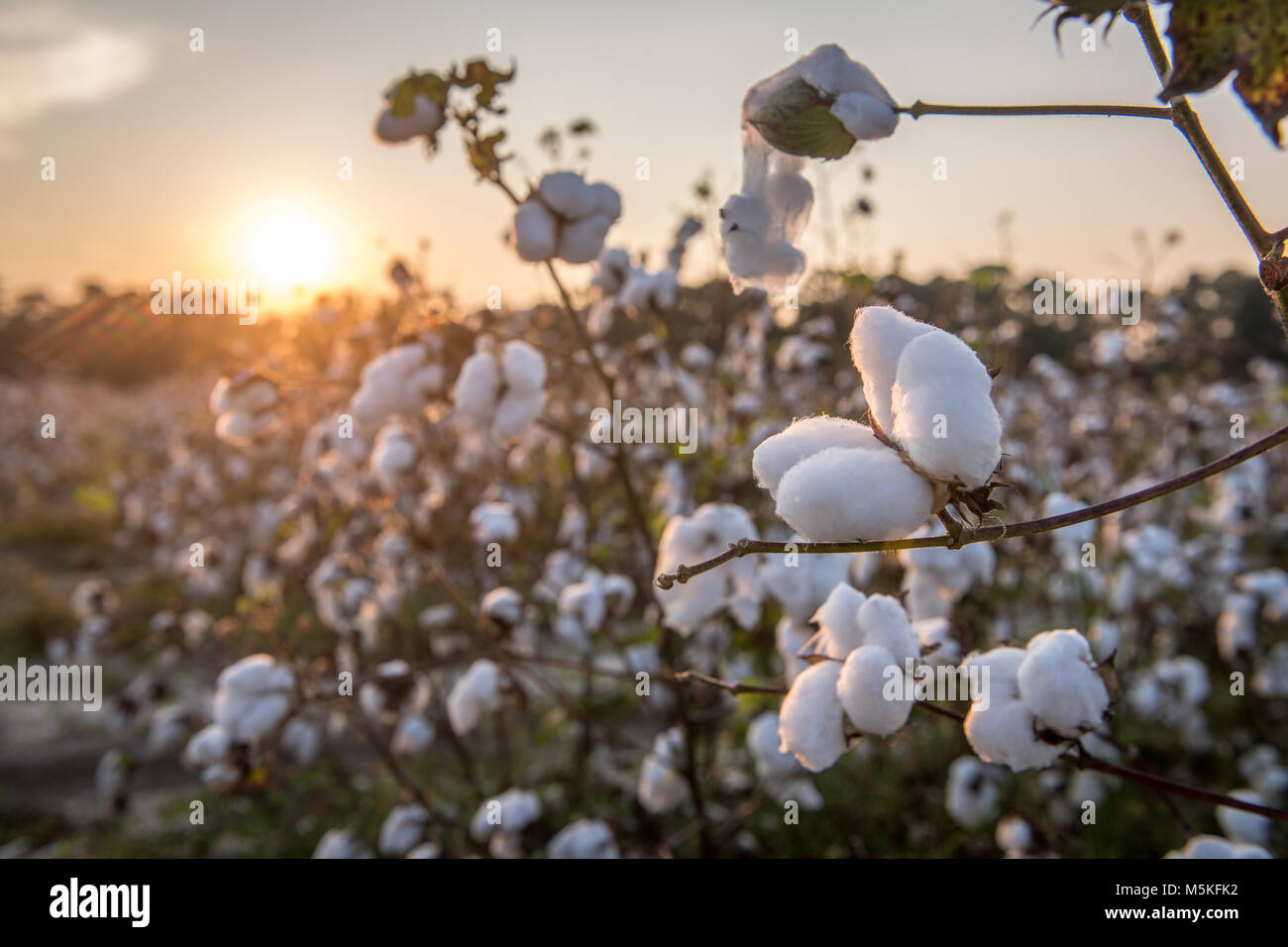 Sunsets in the background of bountiful cotton field in Tifton, Georgia ...